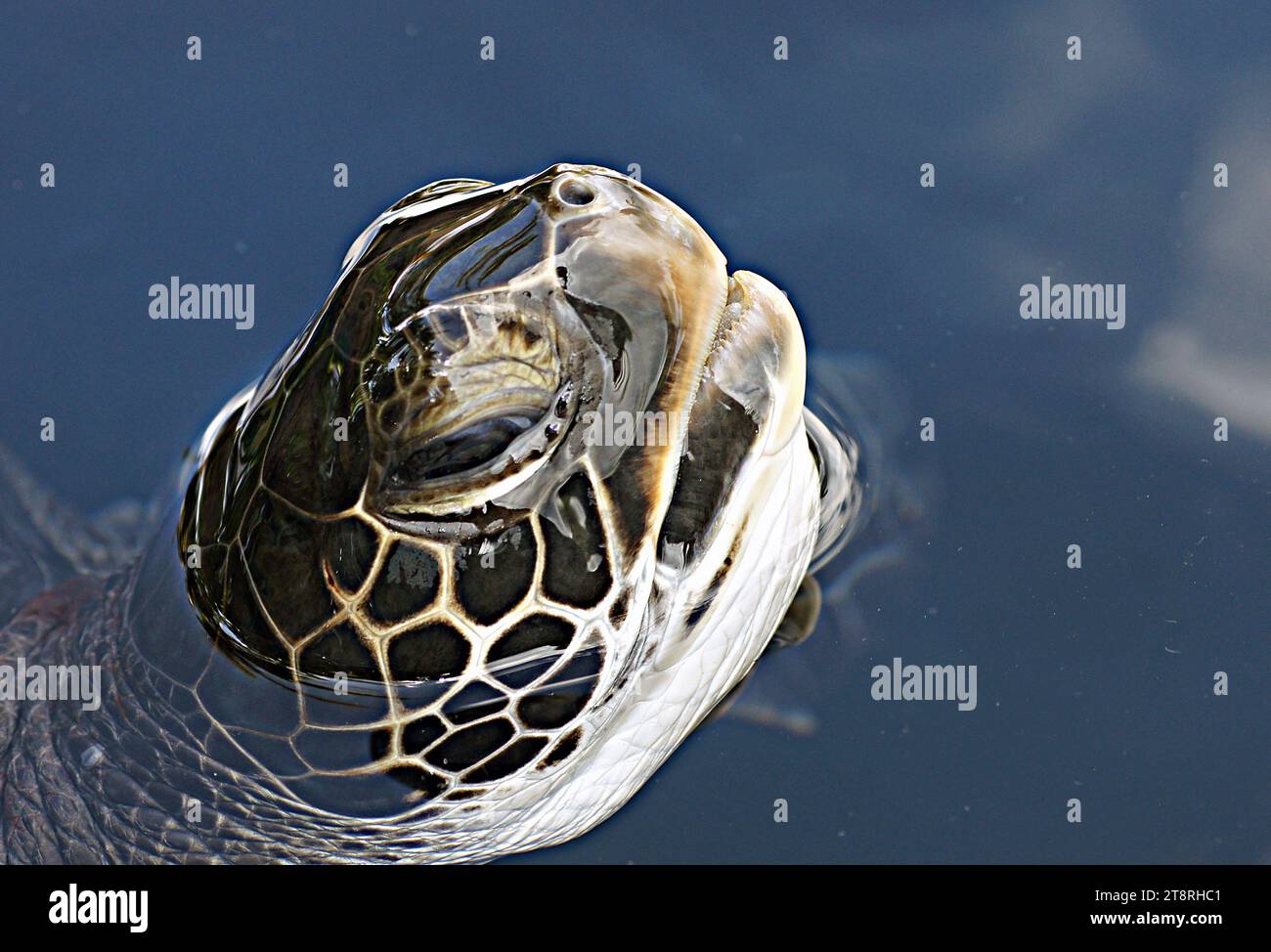 Hawaiian Green Sea Turtle, tortues de mer vertes hawaïennes, ou honu ...