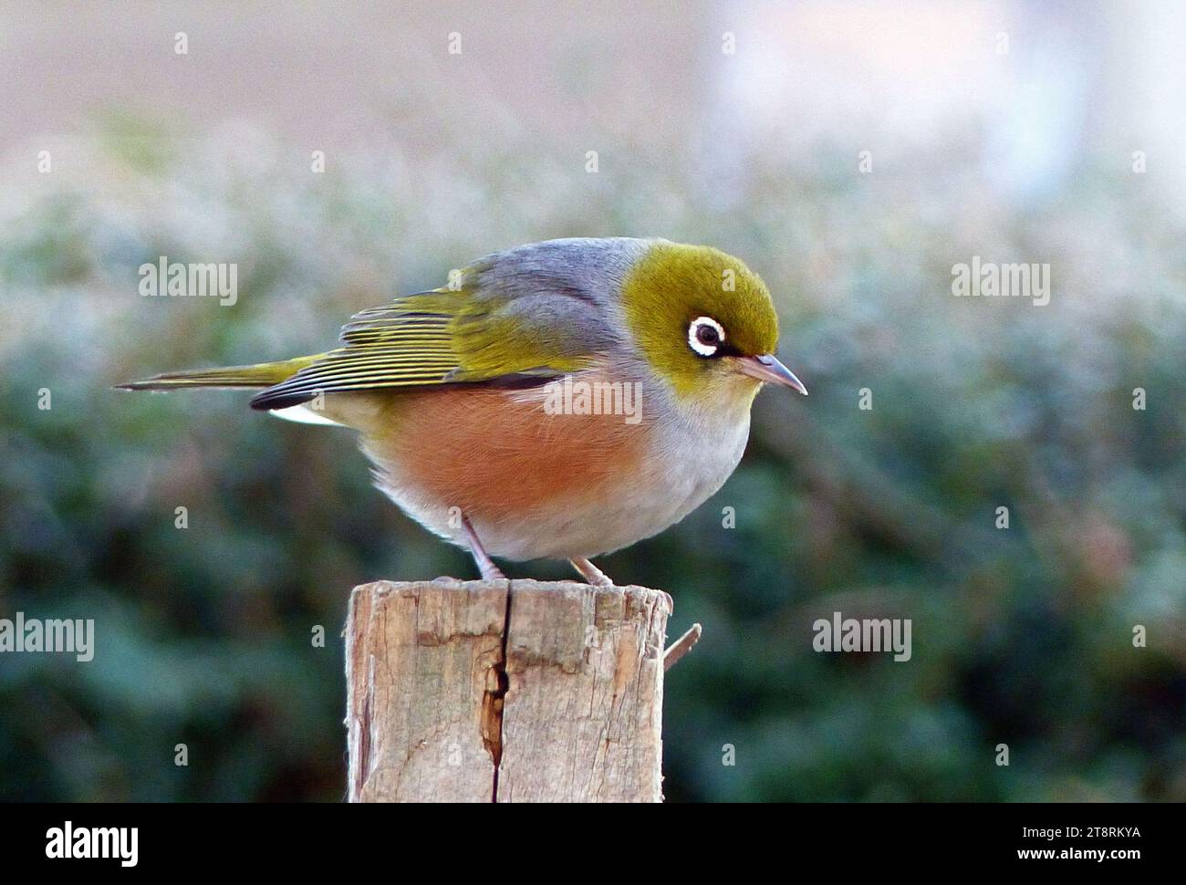Silvereye (Zosterops lateralis), Silvereye (Zosterops lateralis) ont ...
