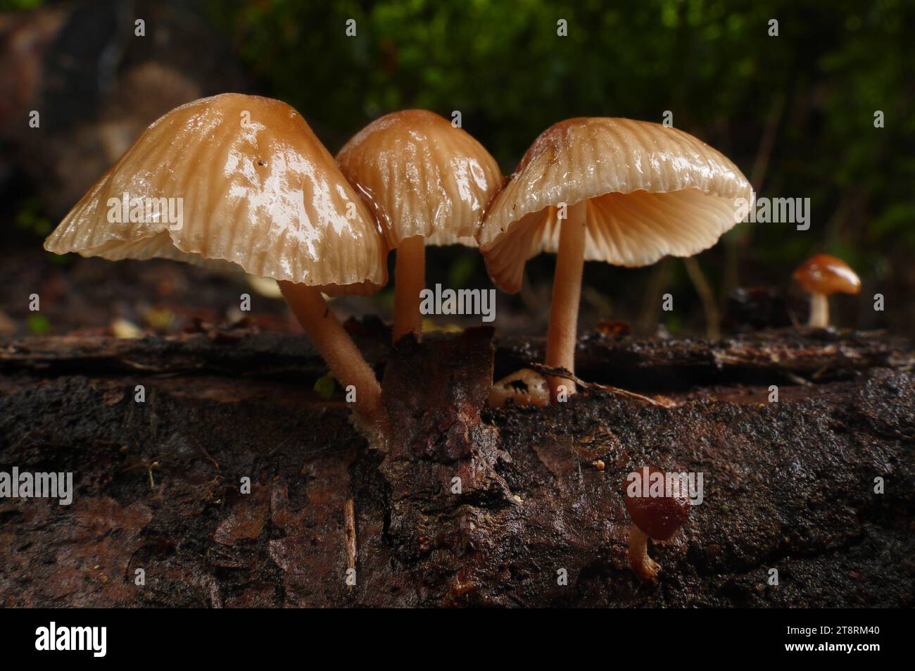 Mycena, Mycena est un grand genre de petits champignons saprotrophes ...