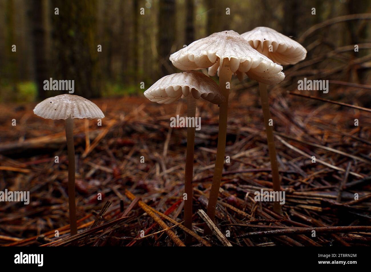 Mycena, Mycena est un grand genre de petits champignons saprotrophes ...
