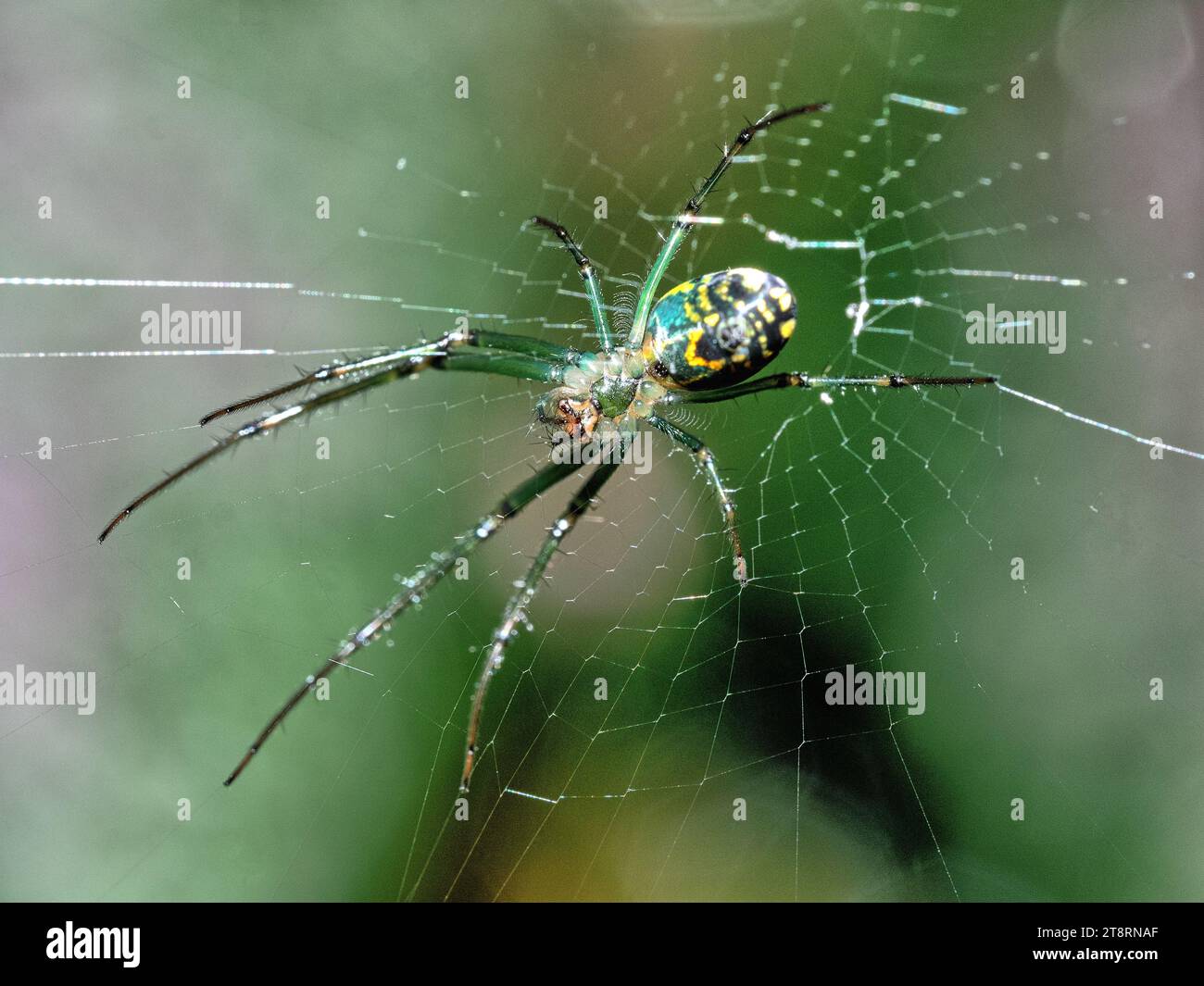 Jardins d'araneidae Banque de photographies et d’images à haute ...