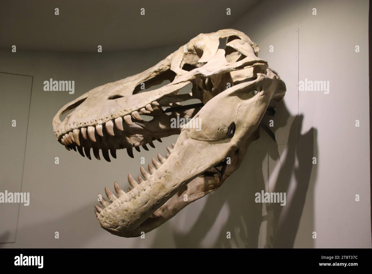Tarbosaurus skull Banque de photographies et d’images à haute ...