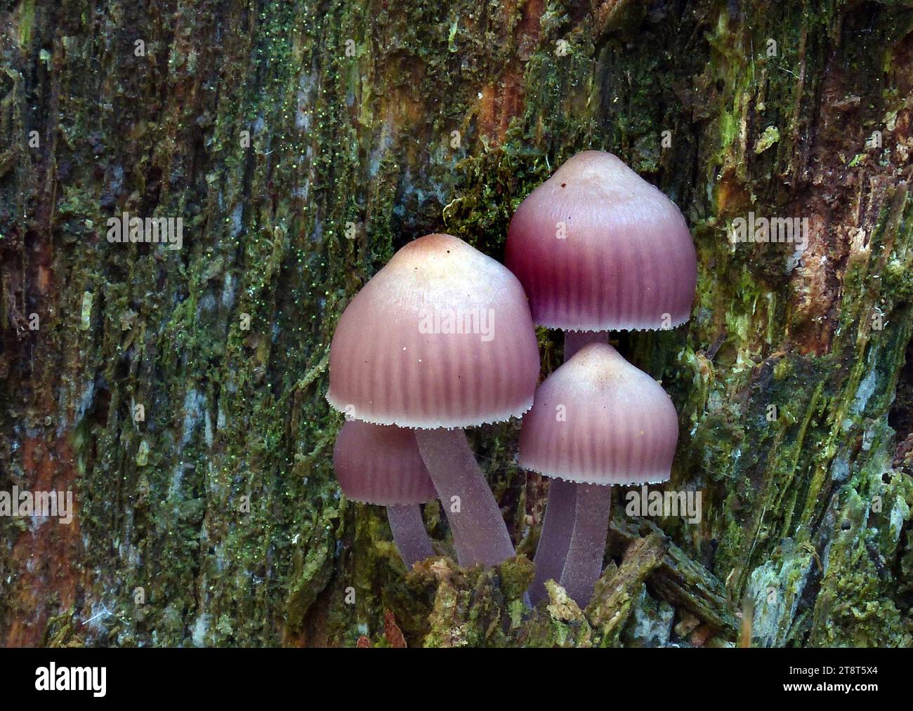 Petits champignons saprophytes Banque de photographies et d’images à ...