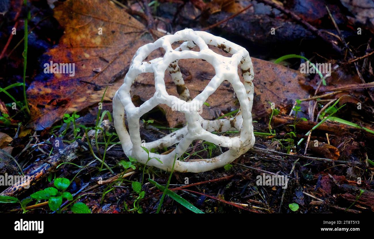 Ileodictyon cibarium est une espèce saprobique de champignon de la ...