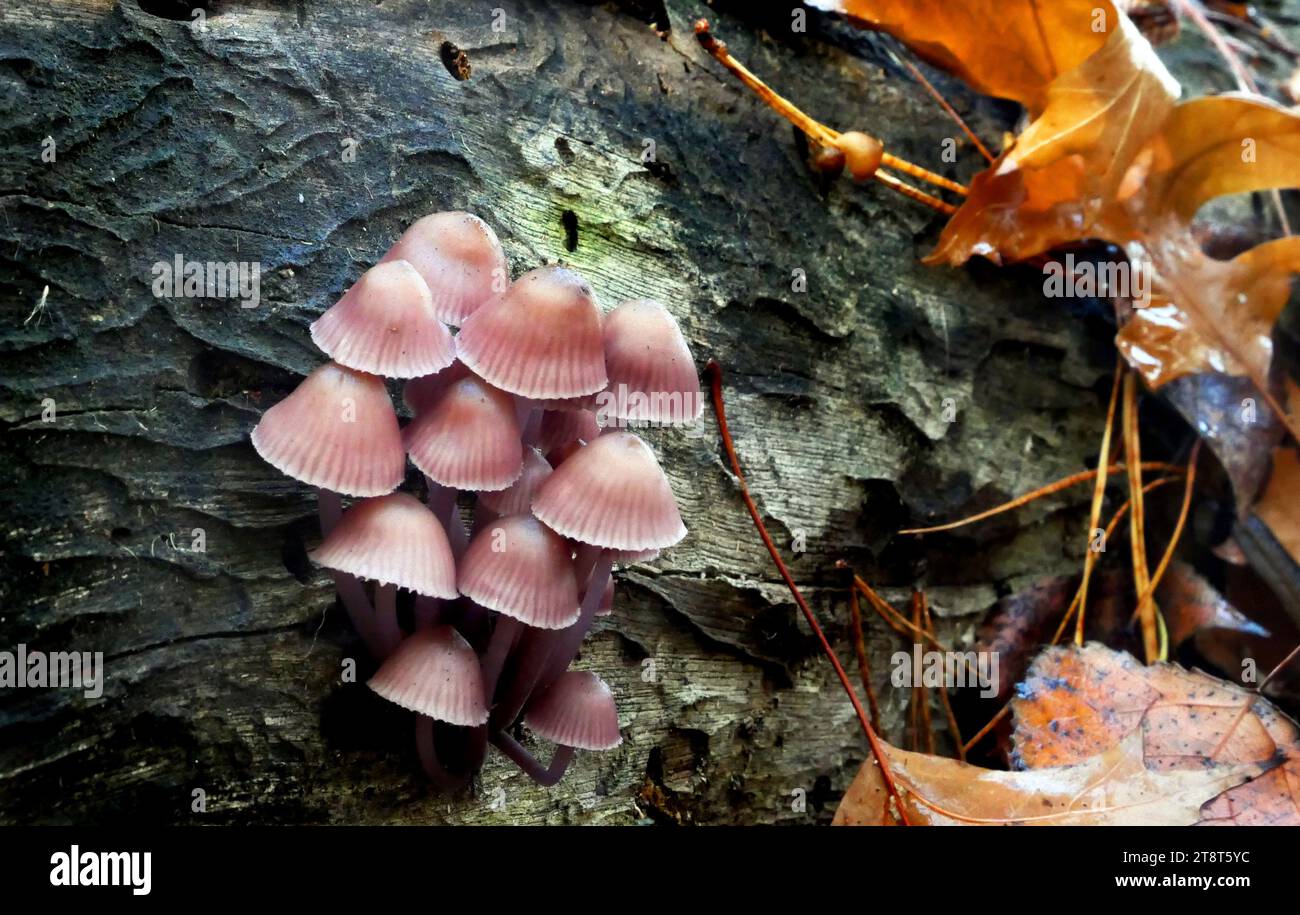 Petits champignons saprophytes Banque de photographies et d’images à ...