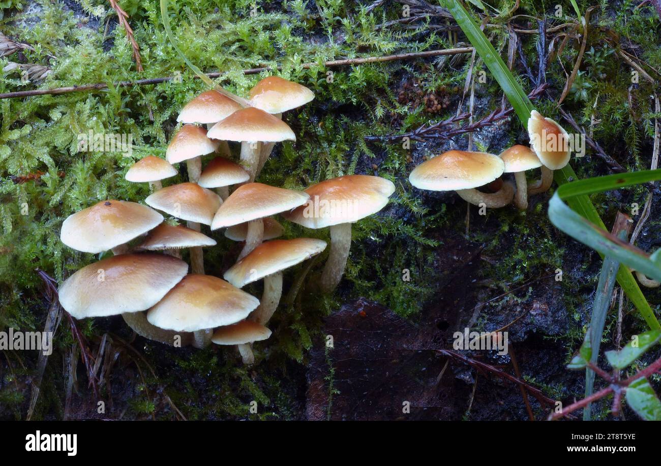 Touffe d'arbres Banque de photographies et d’images à haute résolution ...