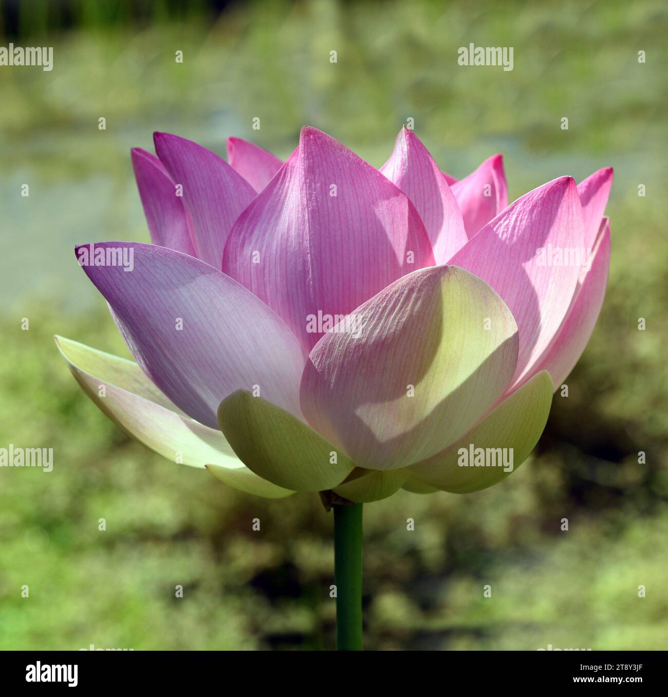 Lotosblume, Lotus nucifera, ist eine wunderschoene Indische Wasser- und ...