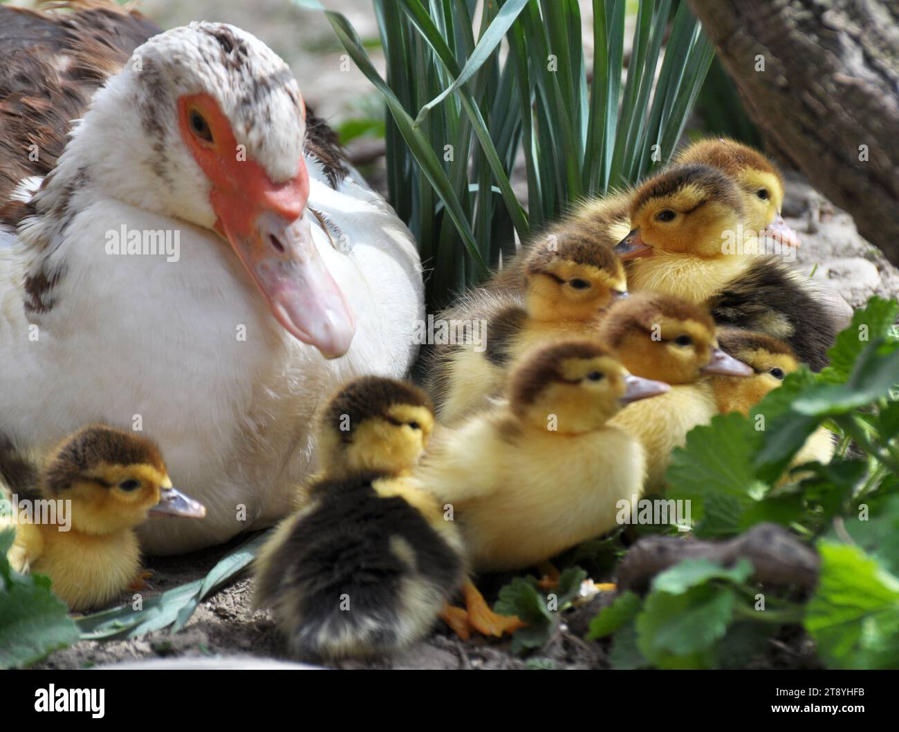 Poulet de canard de barbarie Banque de photographies et d’images à ...