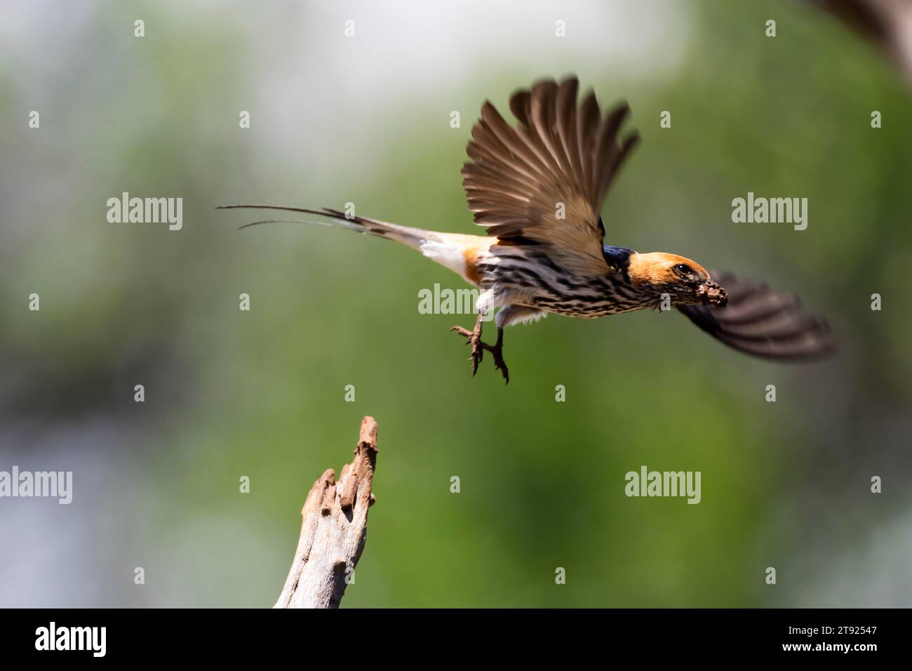 Petite hirondelle rayée (Cecropis abyssinica) volant vers le nid avec ...