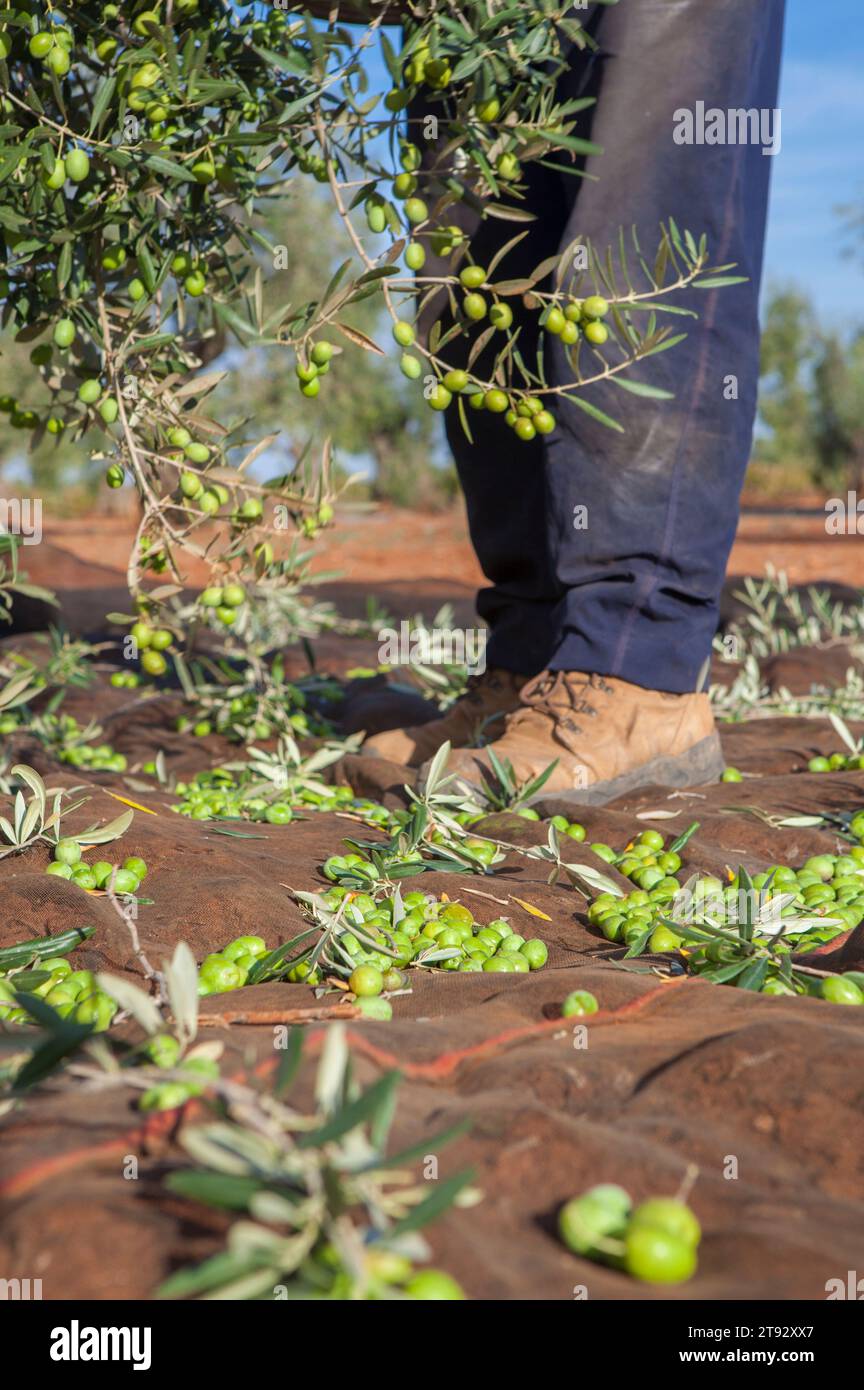 Filet de collecte des olives. Scène de saison de récolte des olives de ...