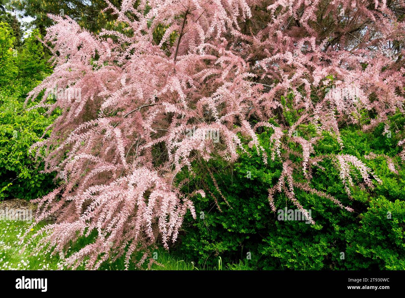 Tamarix tree Banque de photographies et d’images à haute résolution - Alamy