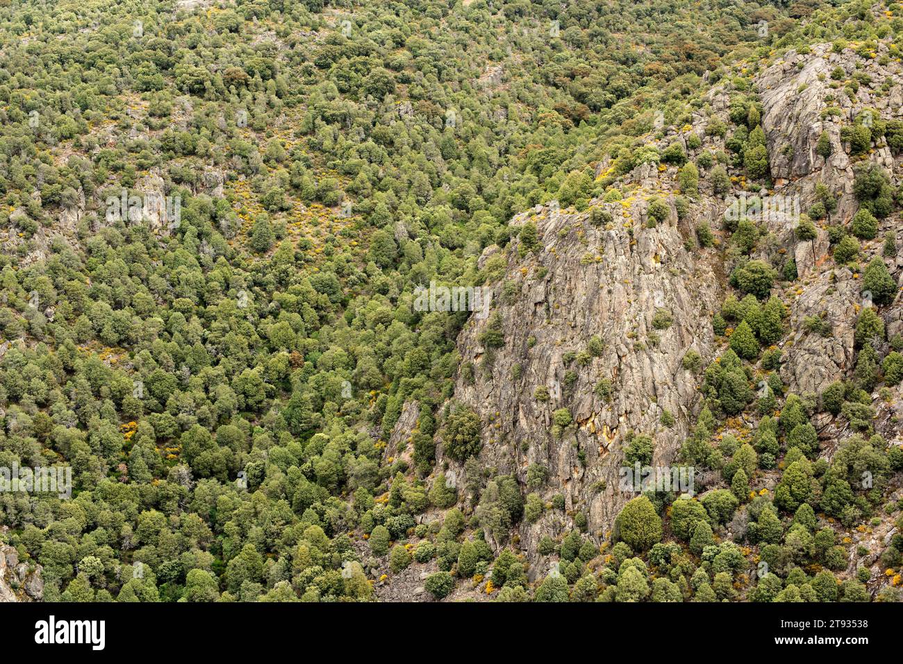 Le genévrier de Cade ou genévrier de Barbarie (Juniperus oxycedrus) est ...