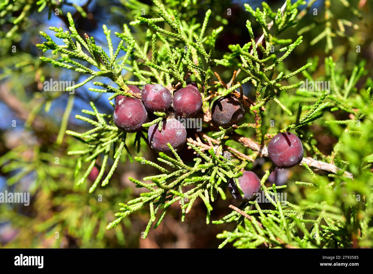 Le genévrier phénicien ou arar (Juniperus phoenicea) est un arbuste originaire du bassin ...