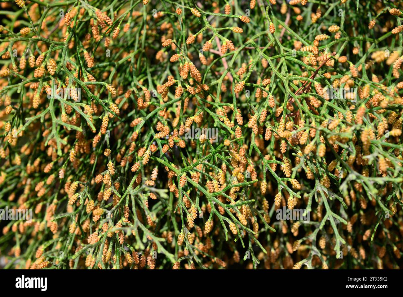 Thuja articulata Banque de photographies et d’images à haute résolution ...