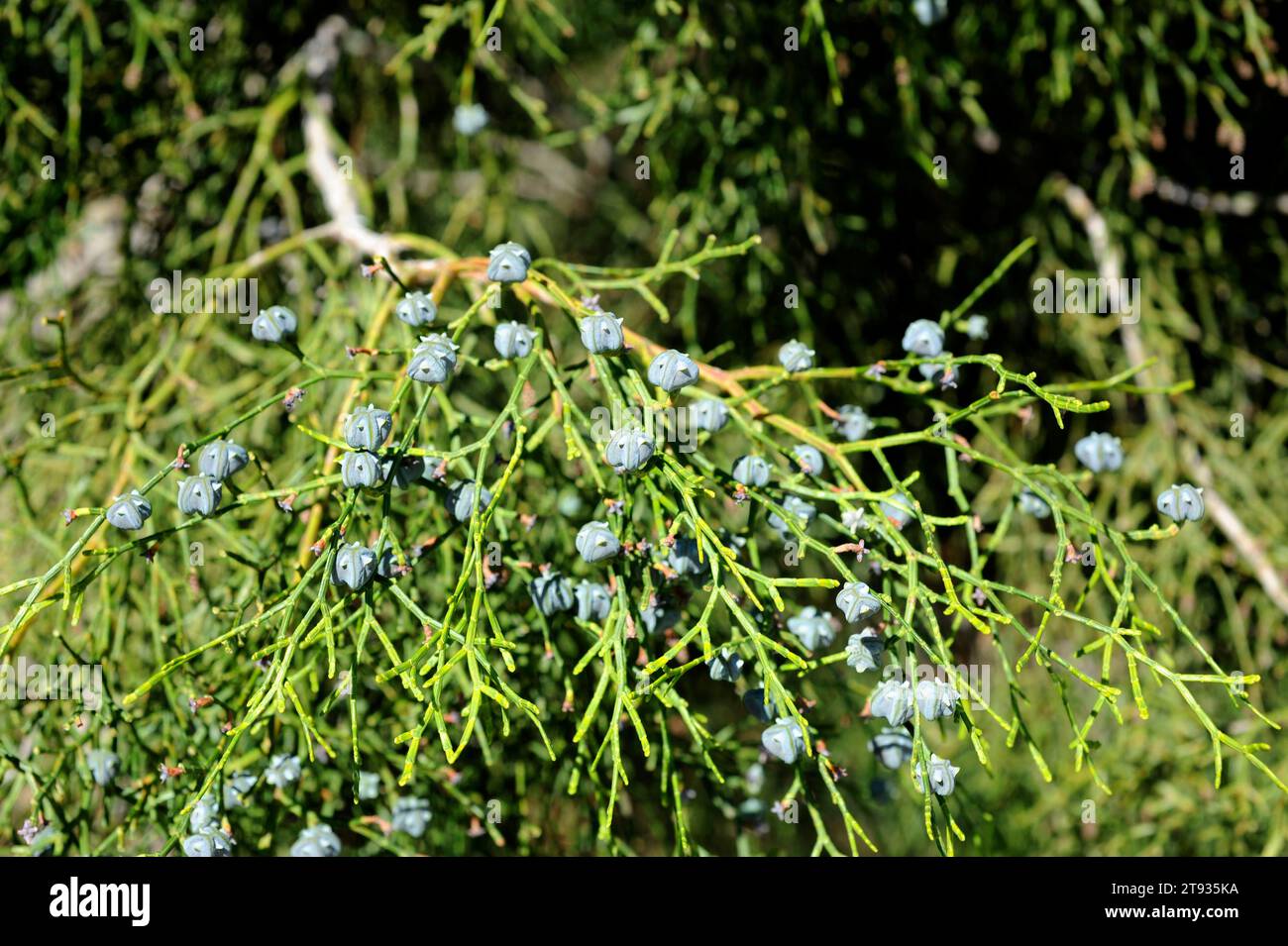 Thuja articulata Banque de photographies et d’images à haute résolution ...
