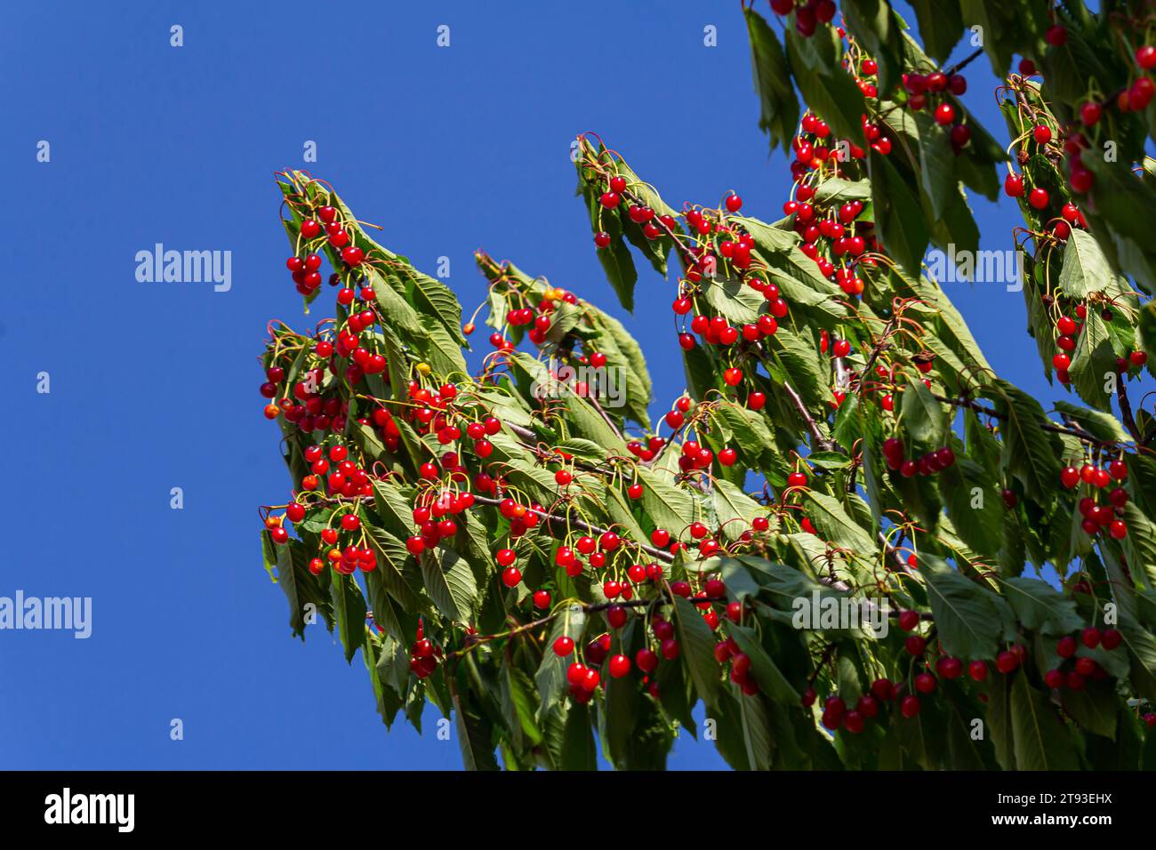 Grosse branche aux fruits rouges Banque de photographies et d’images à ...