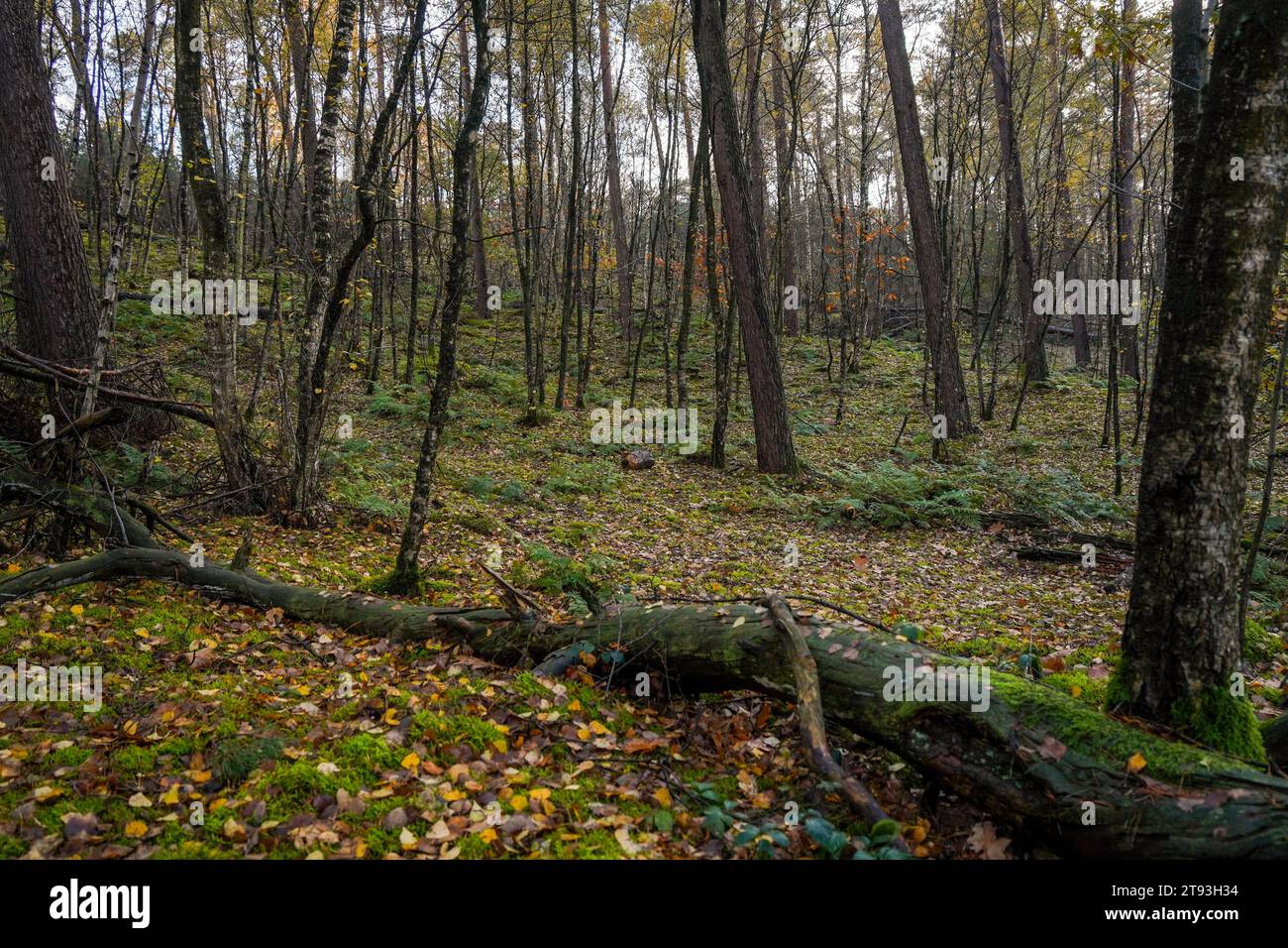 Forêt de feuillus limbourg Banque de photographies et d’images à haute ...