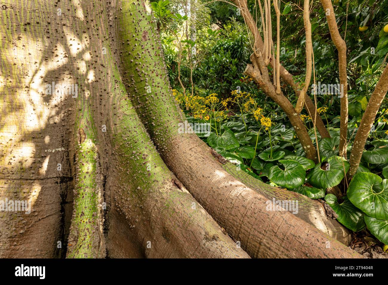 Très texturé, épineux, tronc de Kapok Tree, Ceiba Pentandra, avec ...