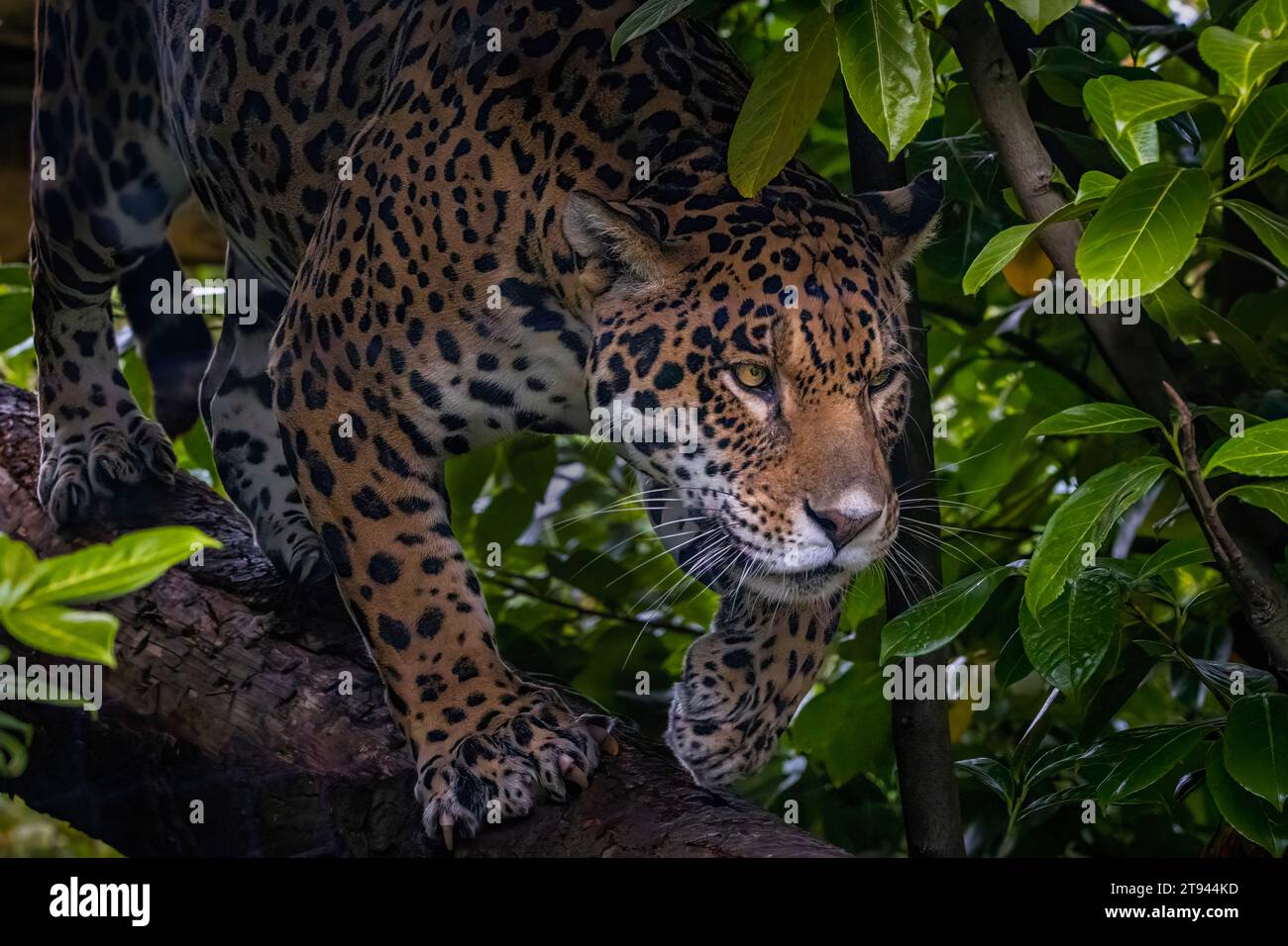 Amazon brazil black jaguar panther Banque de photographies et d’images ...