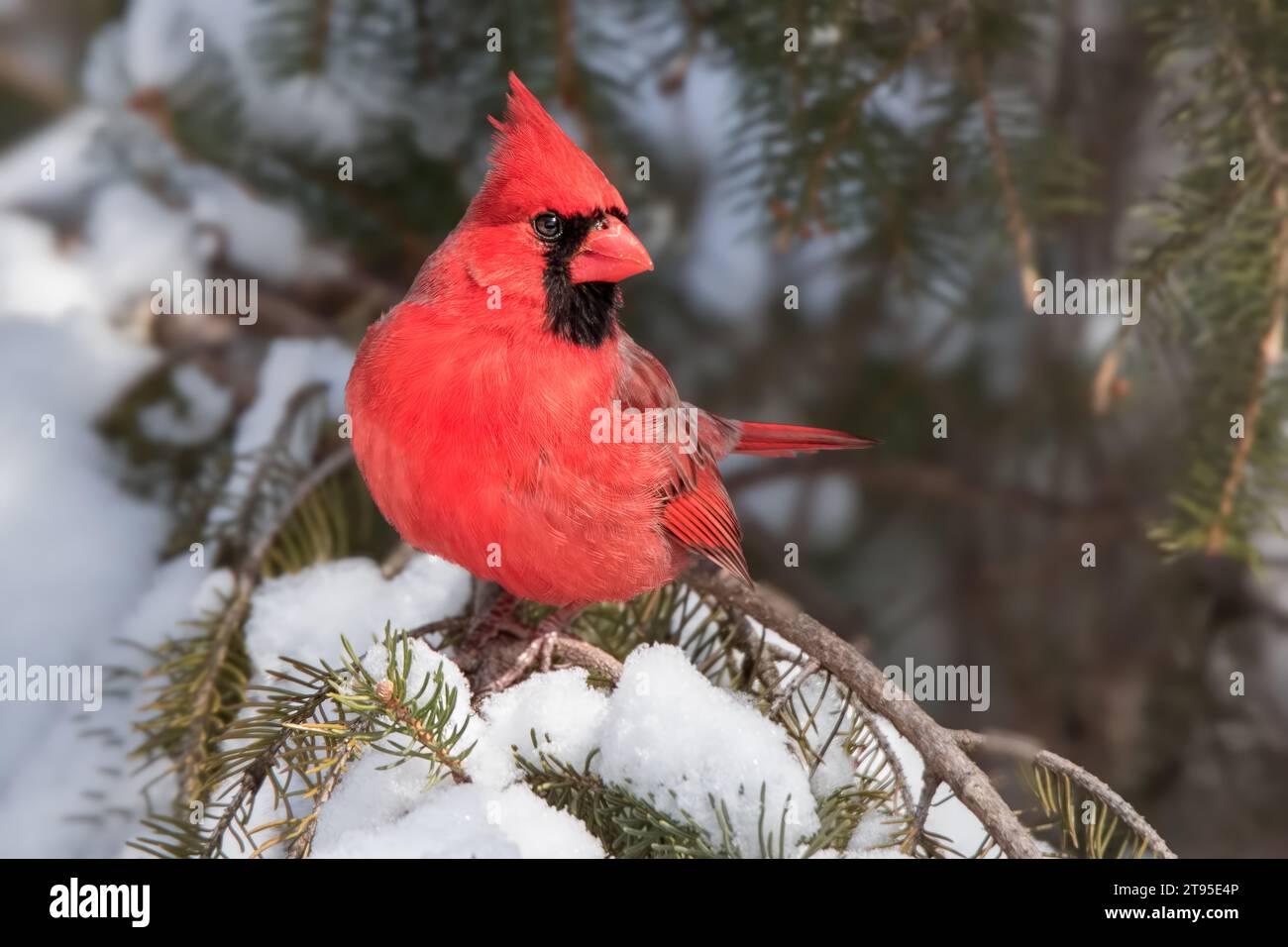 Gros plan mâle cardinal du Nord (Cardinalis cardinalis) perché dans des ...