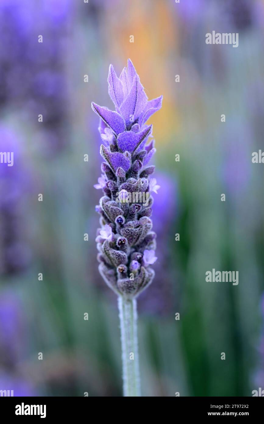 La lavande du Cap-Vert (Lavandula crenata ou Lavandula rotundifolia ...