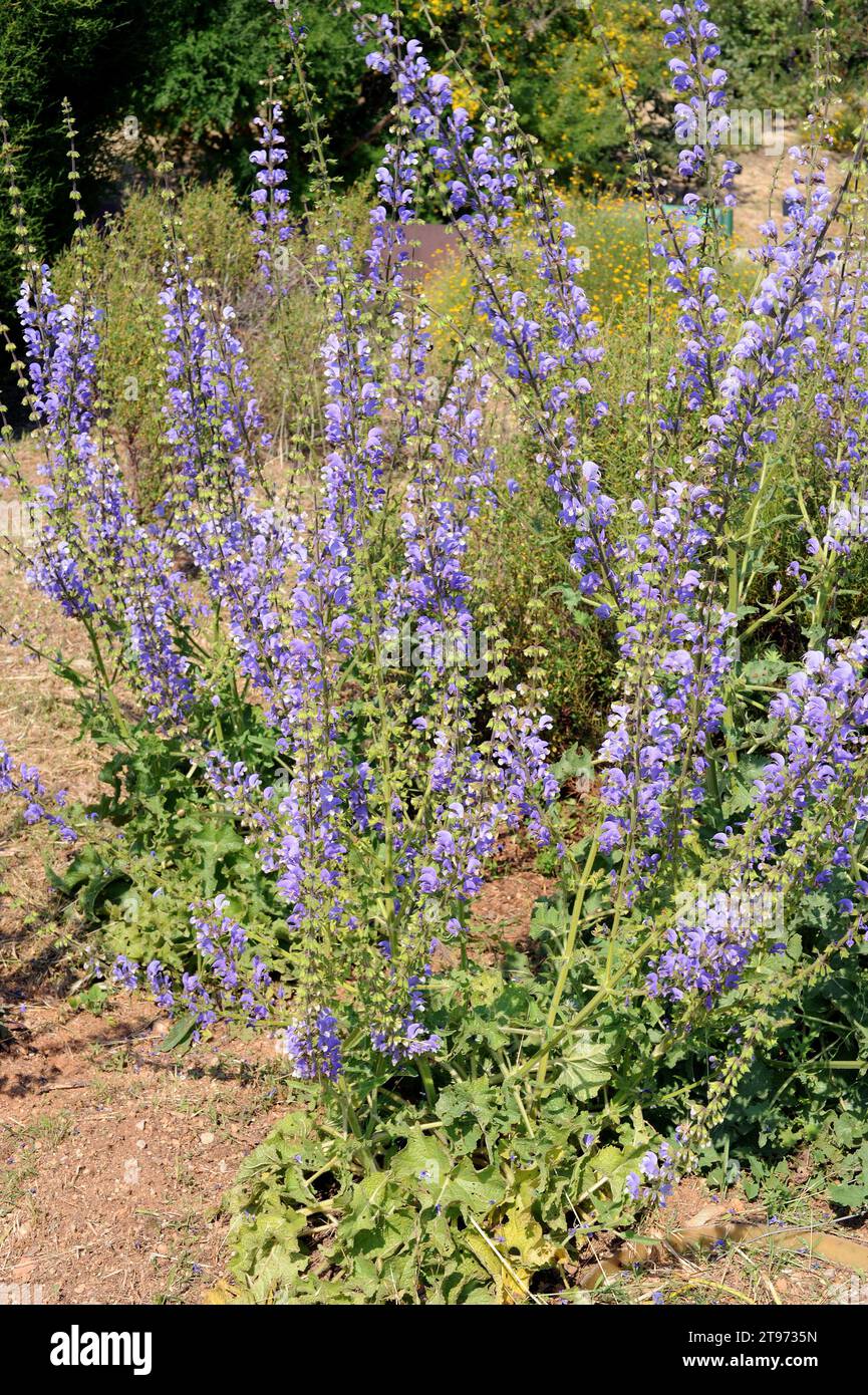 Salvia barrelieri Banque de photographies et d’images à haute ...