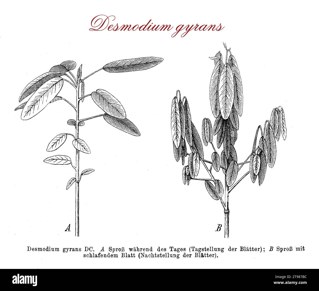 Gyrans desmodium Banque de photographies et d’images à haute résolution ...