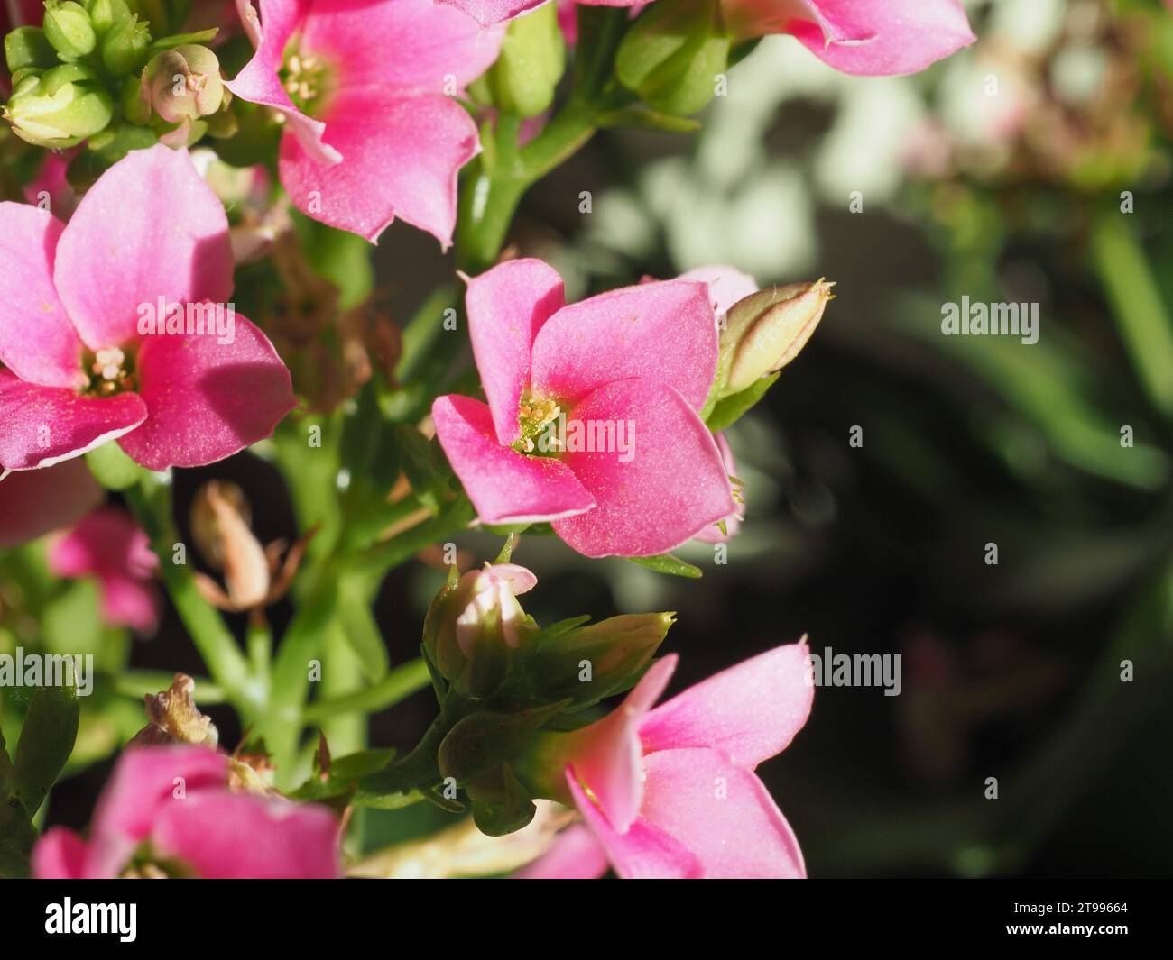 Scientific classification Banque de photographies et d’images à haute ...