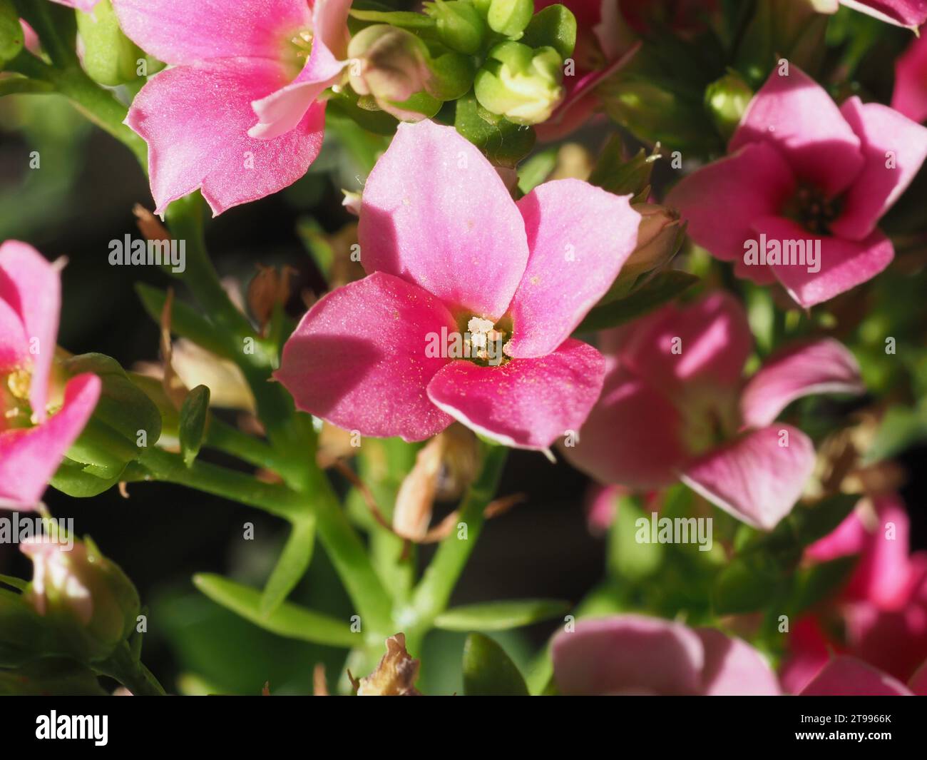 Scientific classification Banque de photographies et d’images à haute ...