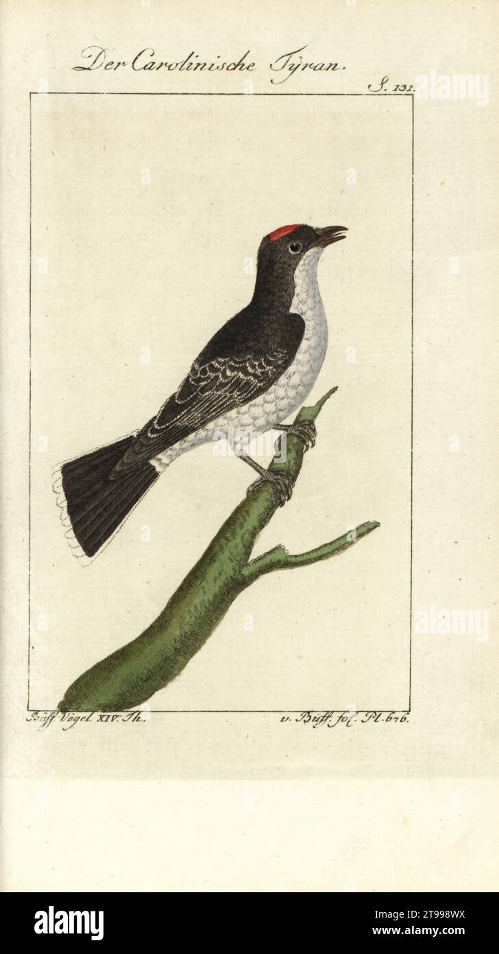 oiseau royal de l'est, Tyrannus tyrannus. Der Carolinische Tyran, tyran ...