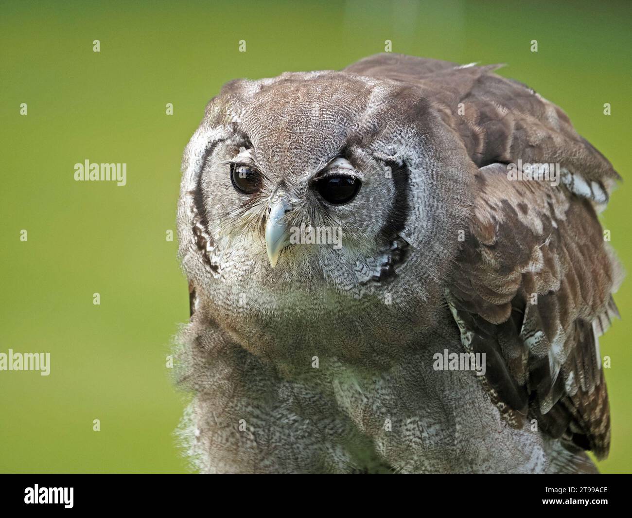 La chouette aigle de Verreaux dressée en captivité (Ketupa lactea) ou ...