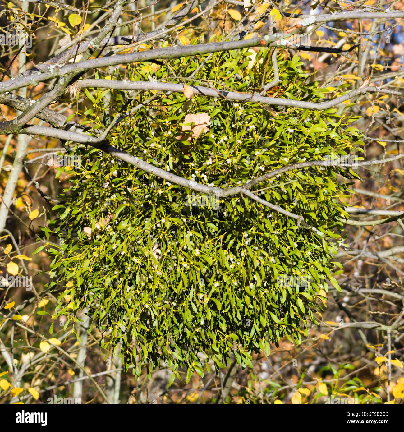 Viscum album aka GUI pousse sur l'arbre. L'arbre entier est couvert par ...