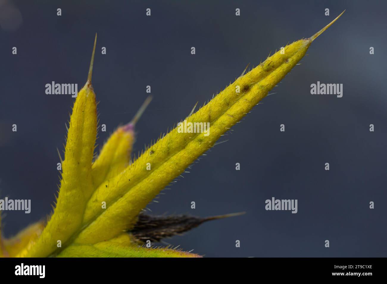 Tige rampante Banque de photographies et d’images à haute résolution ...