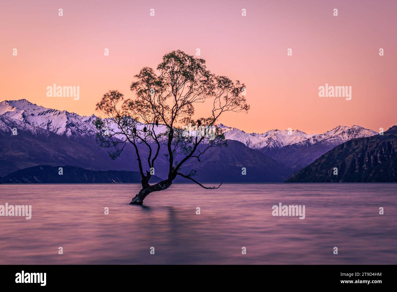 Wanaka arbre lac wanaka aube Banque de photographies et d’images à ...