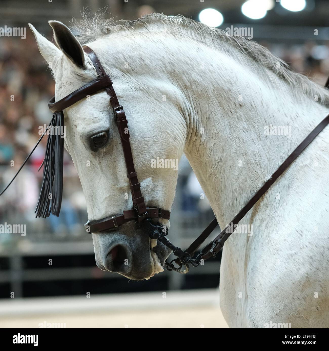 Un cavalier et son cheval lors de la compétition Doma Vaquera à la ...