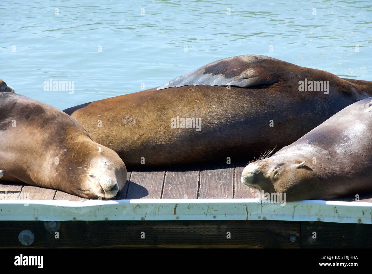 Les lions de mer sont transportés sur une passerelle en bois pour les ...