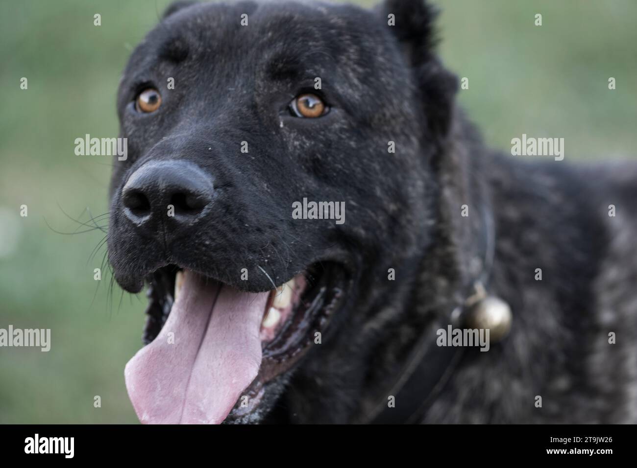 Les chiens Kangal, dont le caractère et la structure physique sont ...