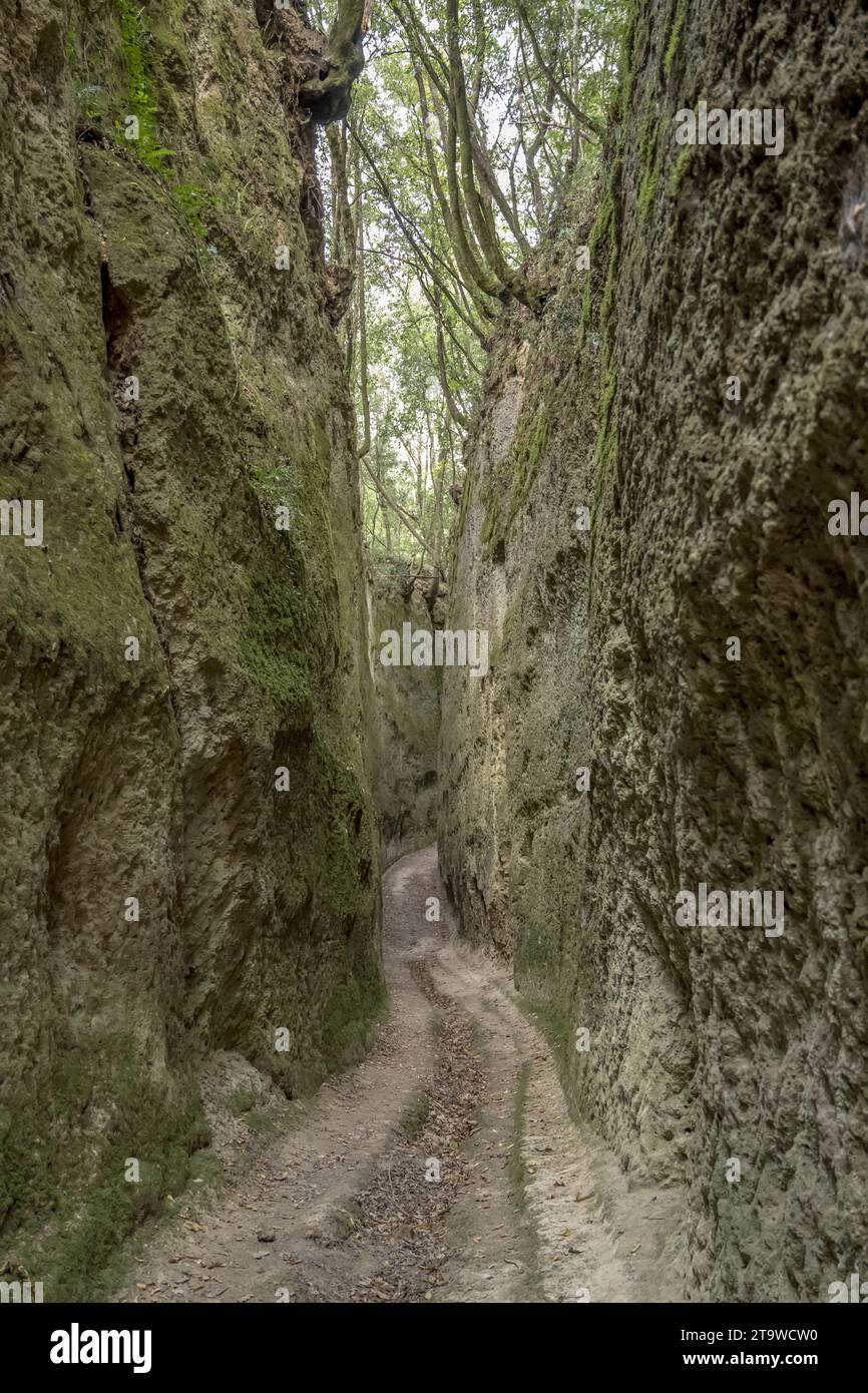 Chemin sinueux parmi les falaises rocheuses creusées sous la forêt au ...