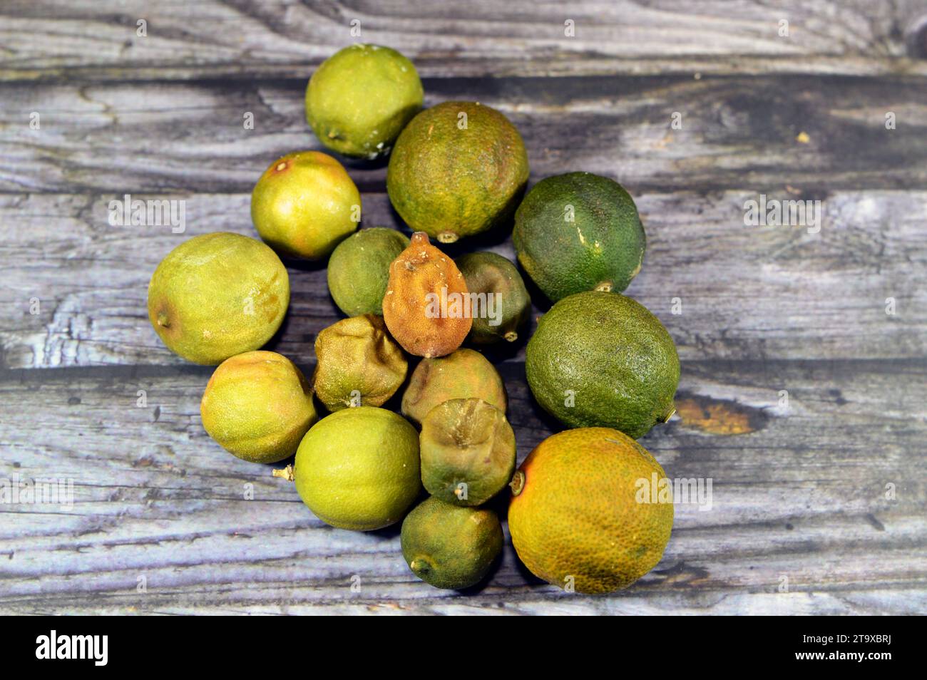 Citron avec moisissure, la moisissure est l'une des structures que ...