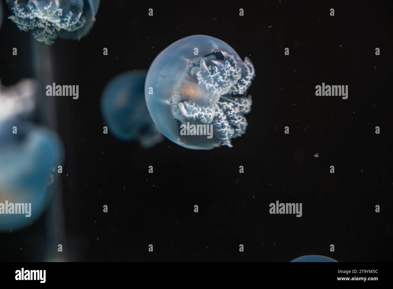 Méduses et gelées de mer sont les noms communs donnés à la phase méduse ...