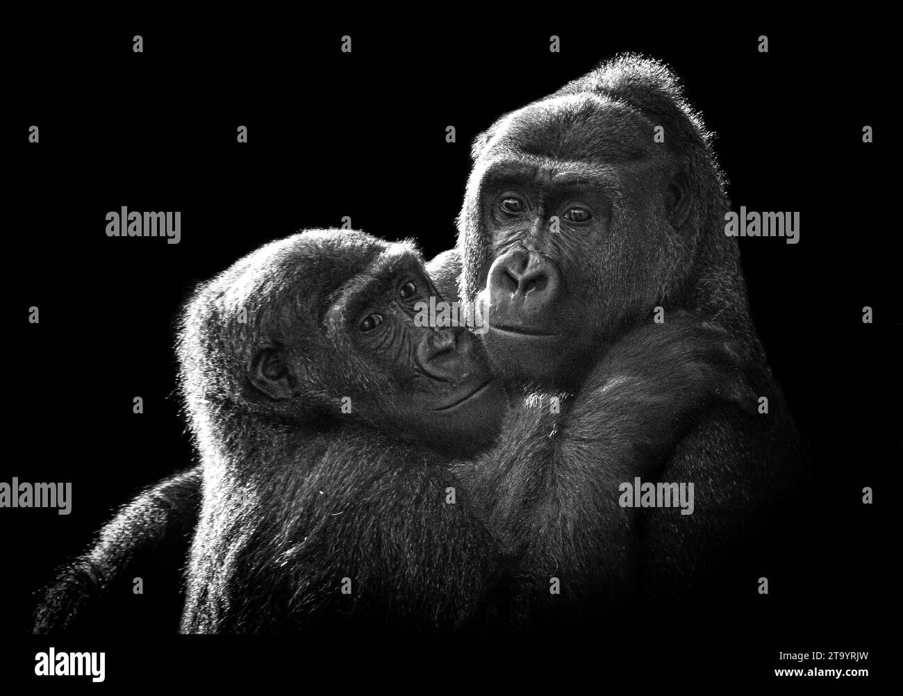 Les gorilles frères ont un câlin BLACKPOOL ZOO, ANGLETERRE DES IMAGES ...