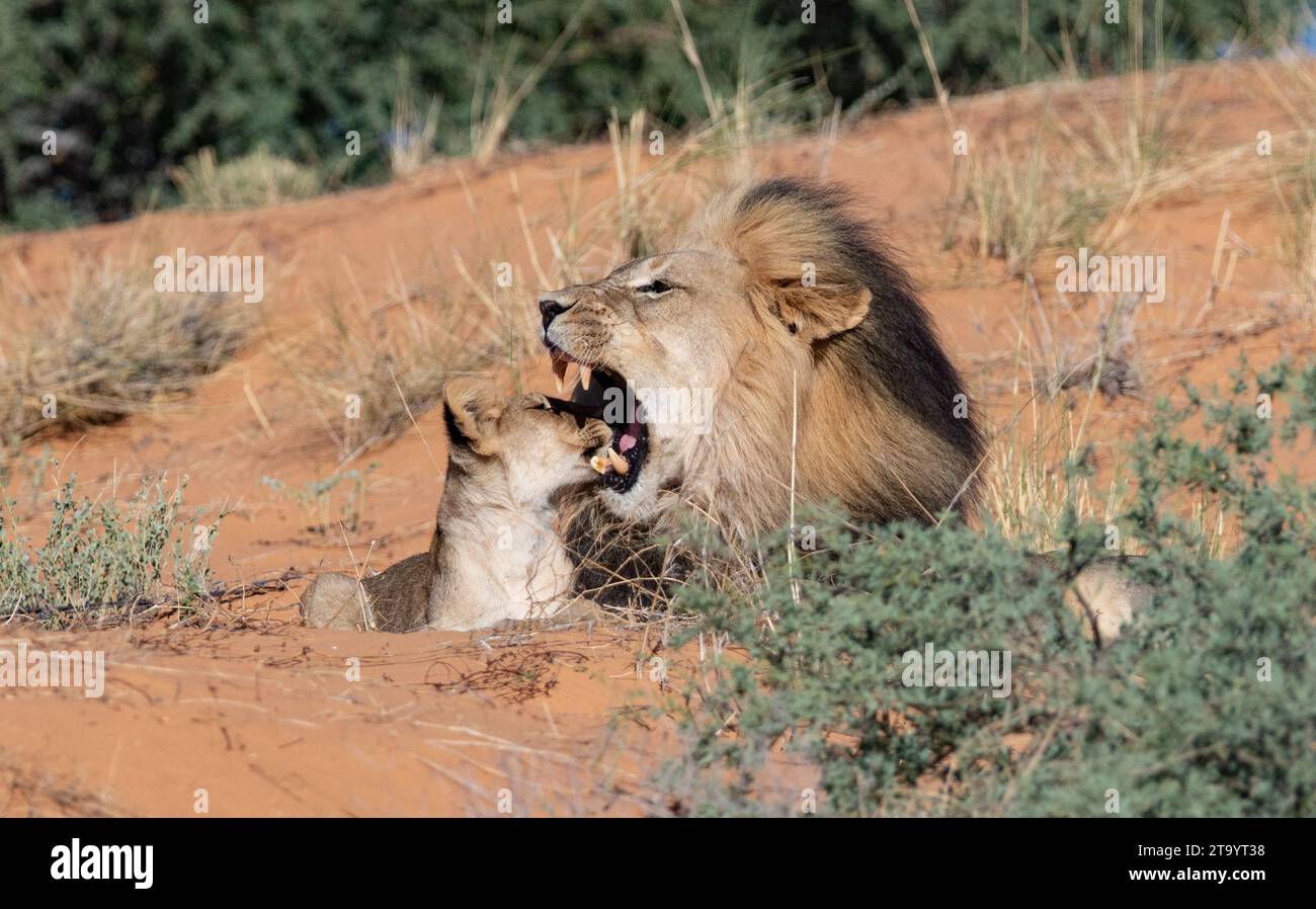 Un grand bâillement. AFRIQUE DU SUD : un photographe aimant LION a ...