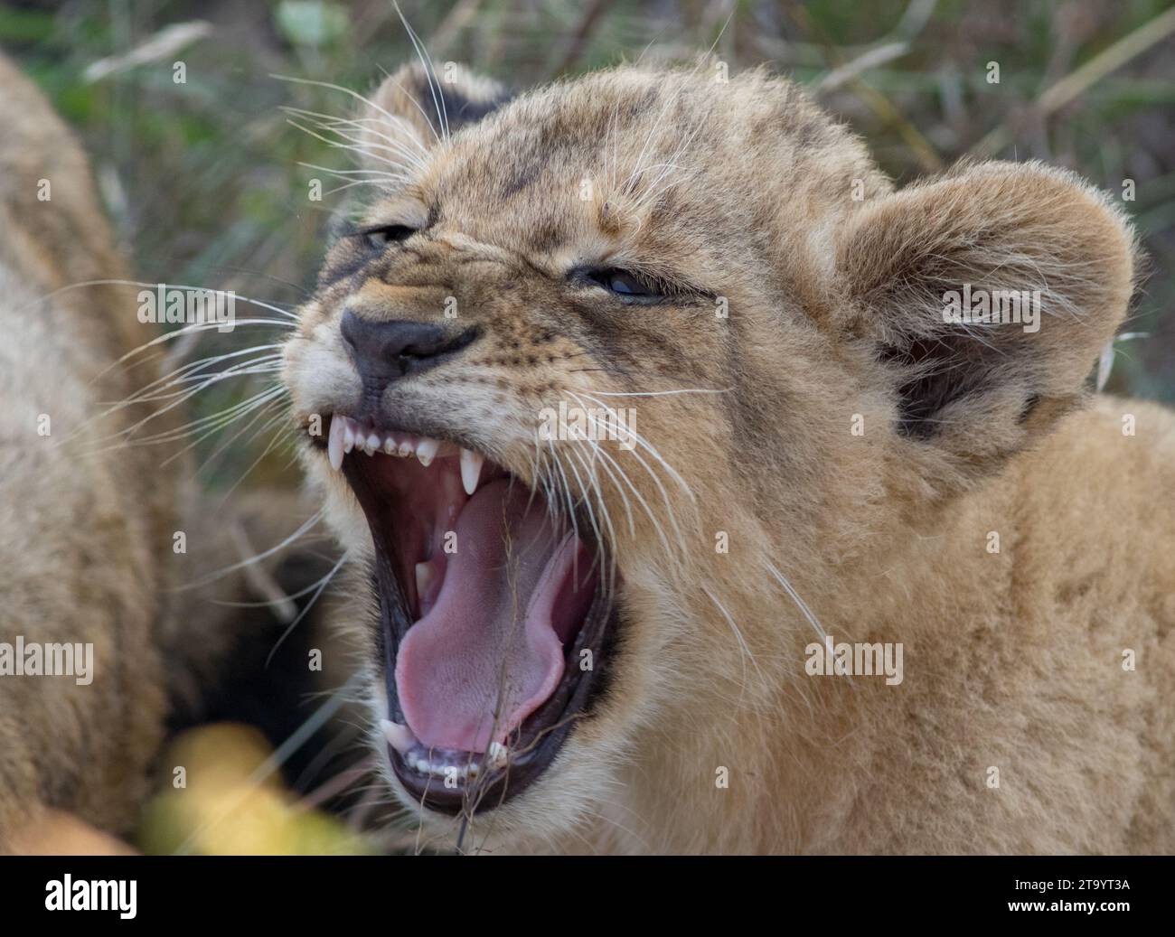 Le baillage le plus mignon. AFRIQUE DU SUD : un photographe aimant LION ...