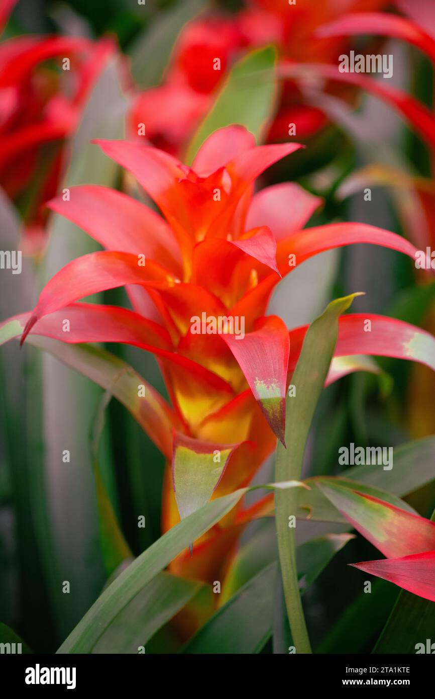 Scarlet star guzmania lingulata Banque de photographies et d’images à ...