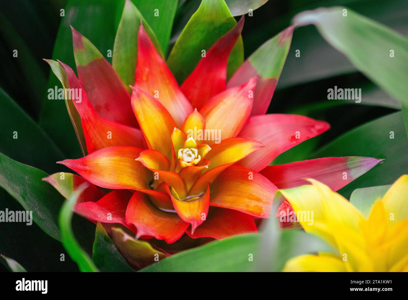 Scarlet star guzmania lingulata Banque de photographies et d’images à ...