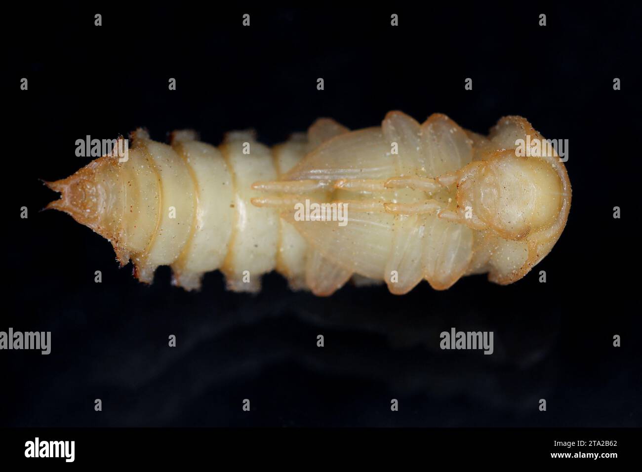 Mealworm beetle pupa Banque de photographies et d’images à haute ...