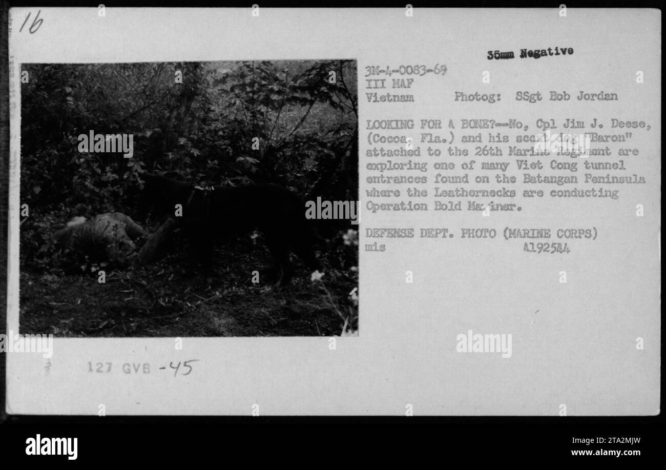 Le Cpl Jim J. Deese et son chien éclaireur Baron explorent une entrée ...