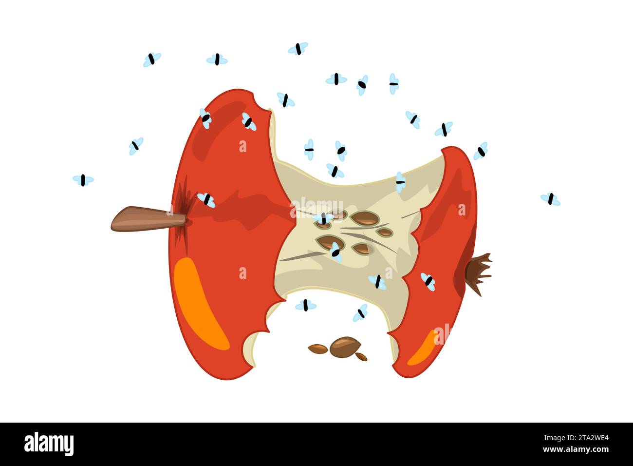 Drosophila melanogaster rouge Banque d'images vectorielles - Alamy