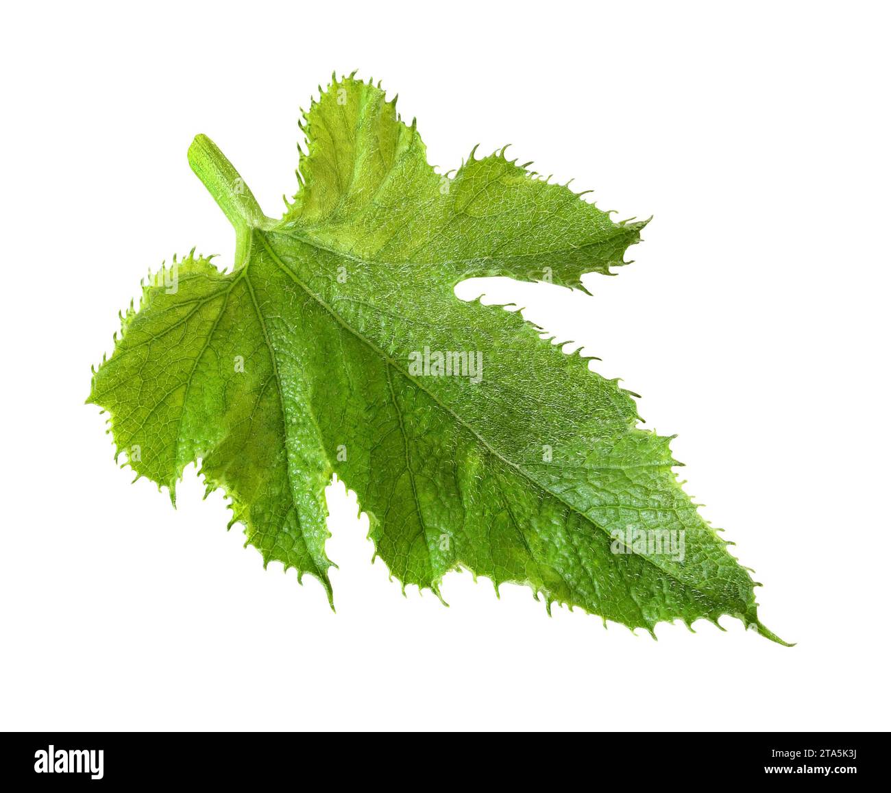 Feuille courgette Banque de photographies et d’images à haute ...