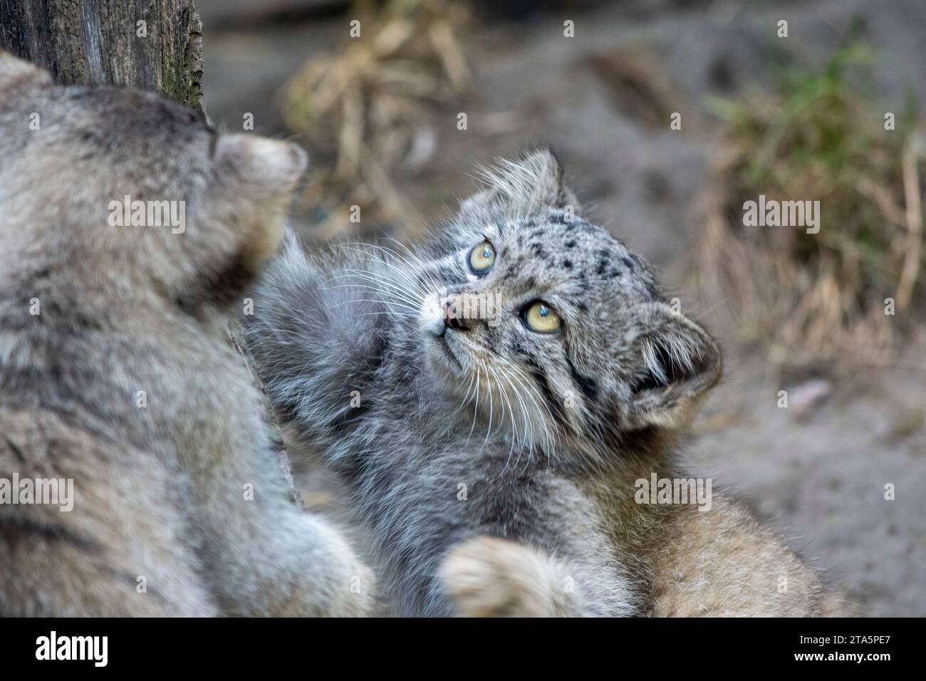 Chats pallass Banque de photographies et d’images à haute résolution ...